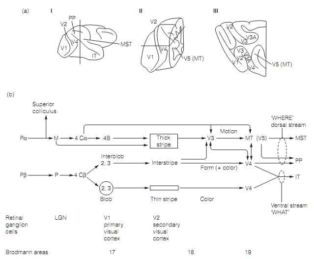 Extrastriate Visual Cortex Parallel Processing In The Visual System extrastriate-visual-cortex-parallel-processing-in-the-visual-system